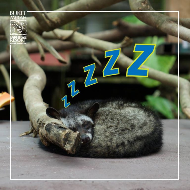 Bukit Merah Laketown Theme Park (2025) reviews